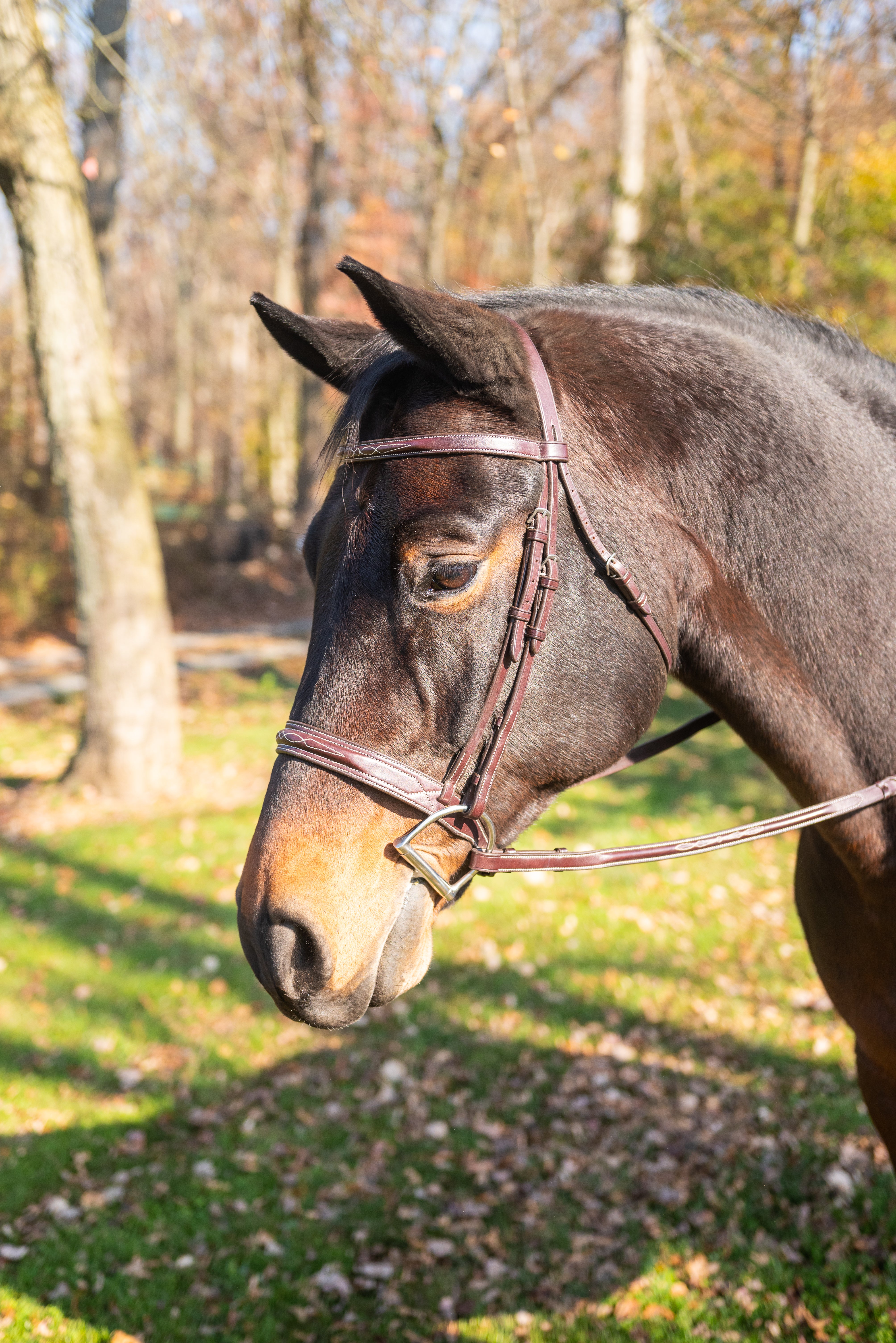 Exselle Elite Flat Raised Fancy Hunter Bridle with Laced Reins without